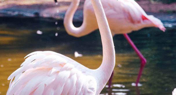 Reprodução do Flamingo: Filhotes e Período de Gestação | Mundo Ecologia
