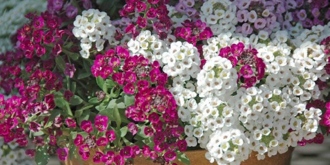 Tudo Sobre a Flor Alisso: Características, Nome Científico e Fotos ...