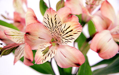 Flor Alstroeméria: Pomo plantar, Cultivar, Fazer Mudas e Cuidados ...