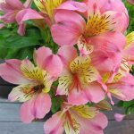 Flor Alstroeméria: Pomo plantar, Cultivar, Fazer Mudas e Cuidados ...