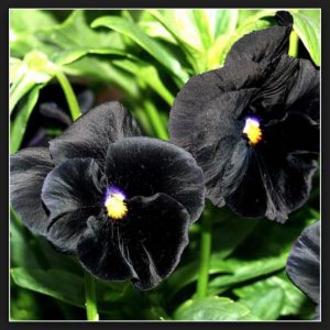 Tudo Sobre a Flor Amor-Perfeito: Características e Nome Cientifico ...