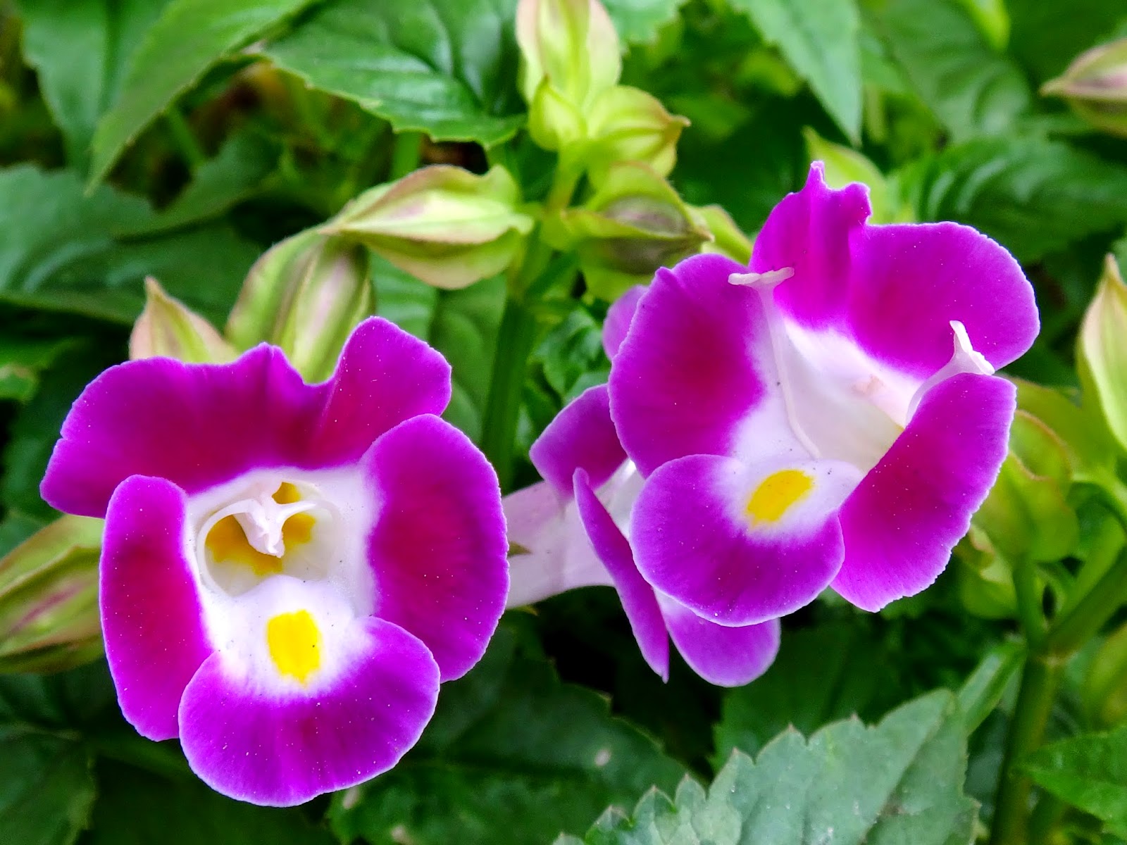 Flor Amor Perfeito de Verão: Características, Nome Científico e Fotos ...