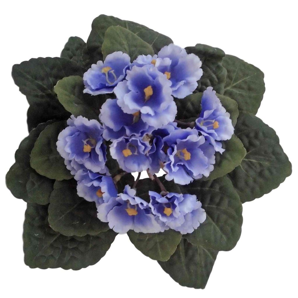 Flor Astromelia Azul Natural: Características, Nome Científico e Fotos ...