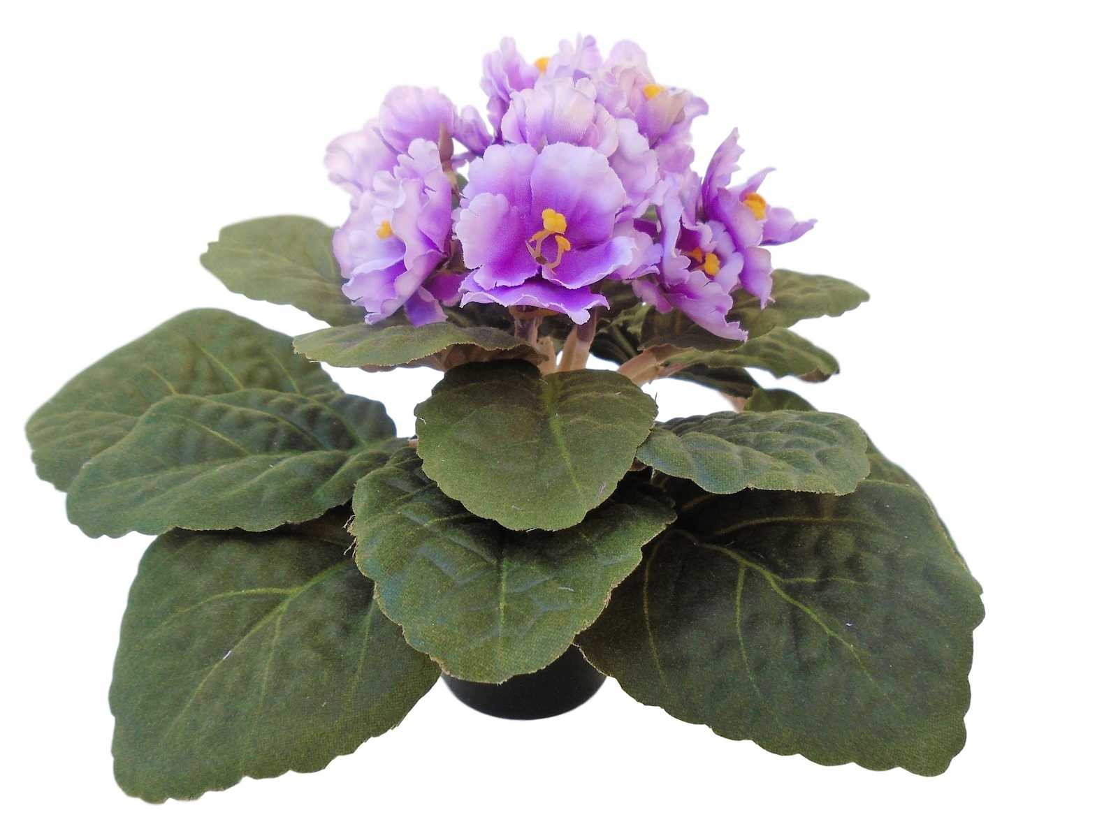 Flor Astromelia Azul Natural: Características, Nome Científico e Fotos ...