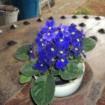 Flor Astromelia Azul Natural: Características, Nome Científico e Fotos ...