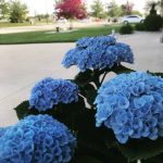 Flor Astromelia Azul Natural: Características, Nome Científico e Fotos ...