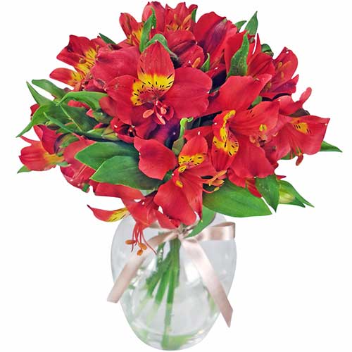 Flor Astromélia Vermelha: Características, Cultivo e Fotos | Mundo Ecologia