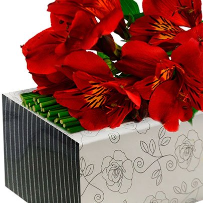 Flor Astromélia Vermelha: Características, Cultivo e Fotos | Mundo Ecologia