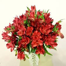 Flor Astromélia Vermelha: Características, Cultivo e Fotos | Mundo Ecologia