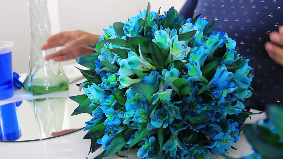 Flor Astromelia Azul Natural: Características, Nome Científico e Fotos ...