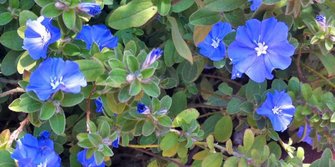 Flor Azulzinha: Como Plantar, Cultivar, Fazer Mudas e Cuidados | Mundo ...