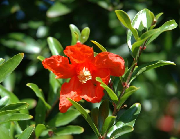 Flor da Romã ou Româzeira: Caracteristicas Botanicas e Fotos – Mundo ...