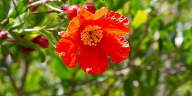 Flor da Romã ou Româzeira: Caracteristicas Botanicas e Fotos | Mundo ...