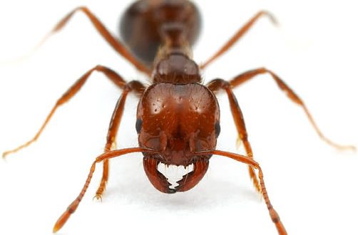 Como a Formiga Sente o Cheiro dos Alimentos? | Mundo Ecologia