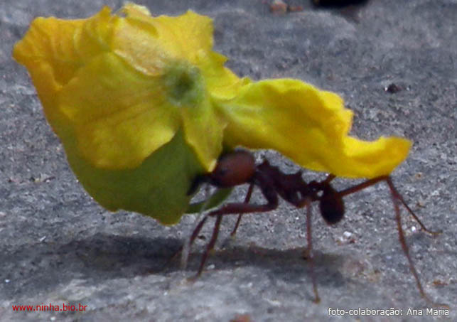 Formiga-Cabaça: Características, Nome Científico, Fotos e Tamanho ...