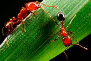 Formiga Louca: Características, Nome Científico, Fotos e Tamanho ...