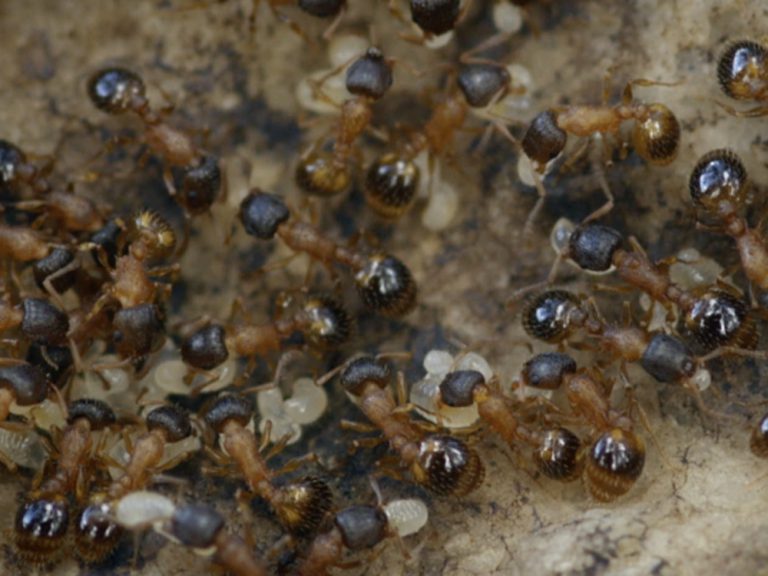 Formiga: Curiosidades e Fatos Interessantes Sobre o Animal – Mundo Ecologia