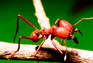 Formiga Sauva Limão: Características, Nome Científico, Fotos e Tamanho ...