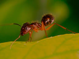 Formiga Sauva Limão: Características, Nome Científico, Fotos e Tamanho ...