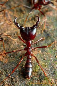 Tipos de Formigas que Picam: Lista das Espécies Mais Perigosas | Mundo ...