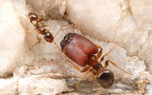 Como Vivem as Formigas? Como é o Seu Trabalho? | Mundo Ecologia