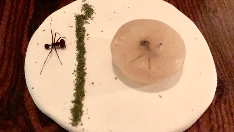 Formiga: Curiosidades e Fatos Interessantes Sobre o Animal – Mundo Ecologia