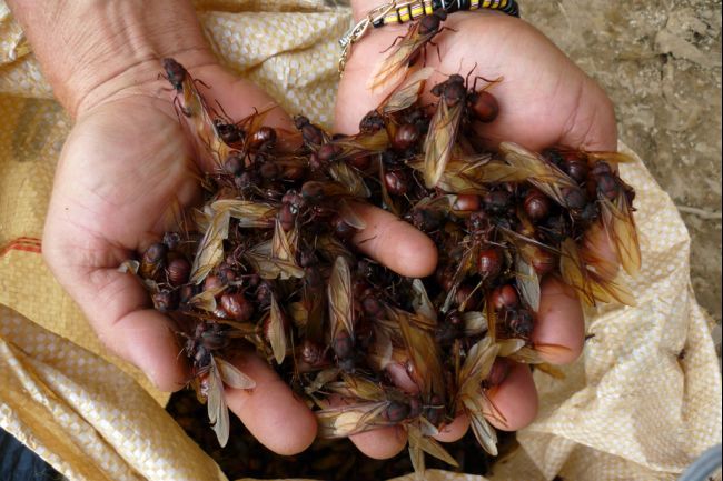 Formiga: Curiosidades e Fatos Interessantes Sobre o Animal – Mundo Ecologia