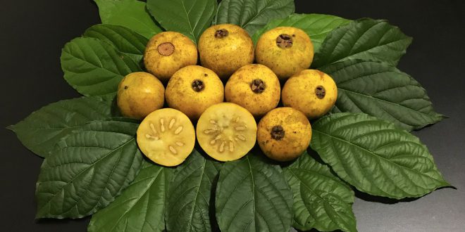 Guabiroba Gigante ou Guabiraba: Características, Mudas e Fotos | Mundo ...