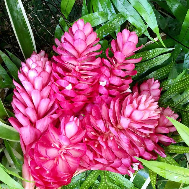 Alpinia Variegata: Características, Nome Cientifico, Cuidados e Fotos ...