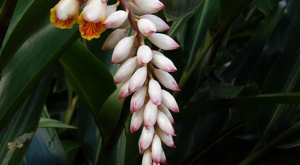 Alpinia Variegata: Características, Nome Cientifico, Cuidados e Fotos ...