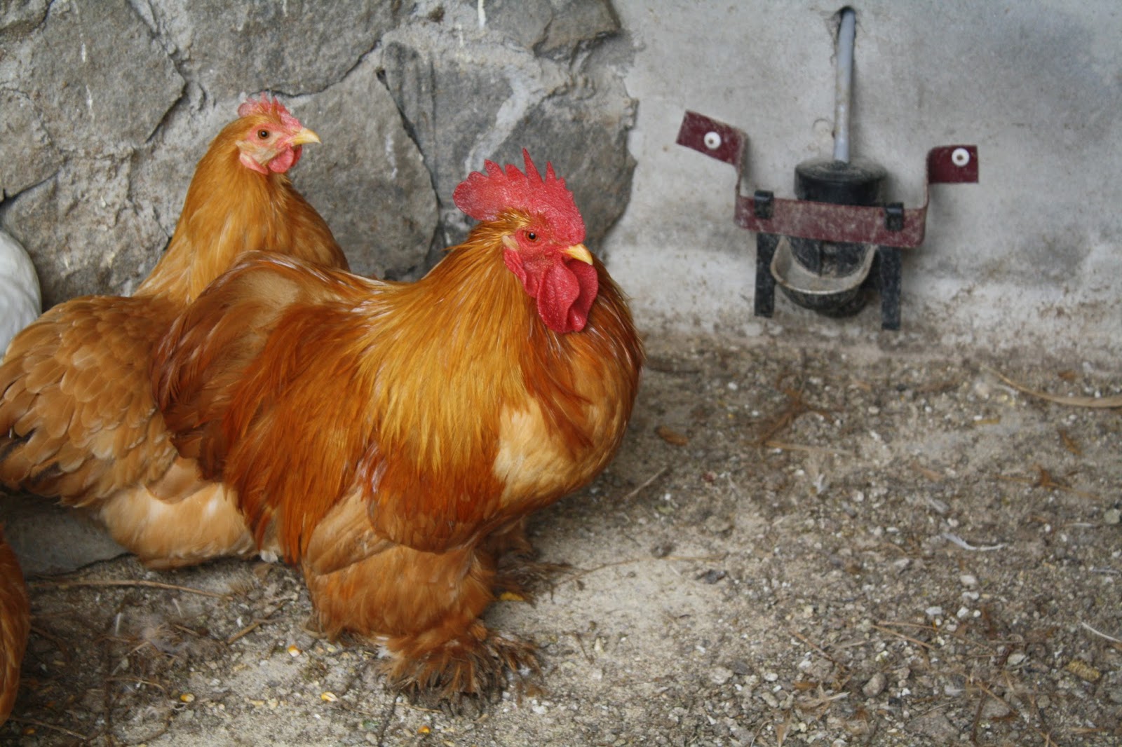 Galinha Pekin Chicken | Mundo Ecologia