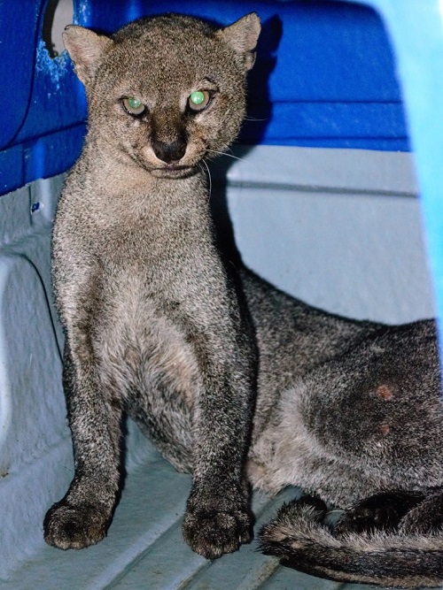 Curiosidades Sobre o Gato Mourisco e Fatos Interessantes – Mundo Ecologia