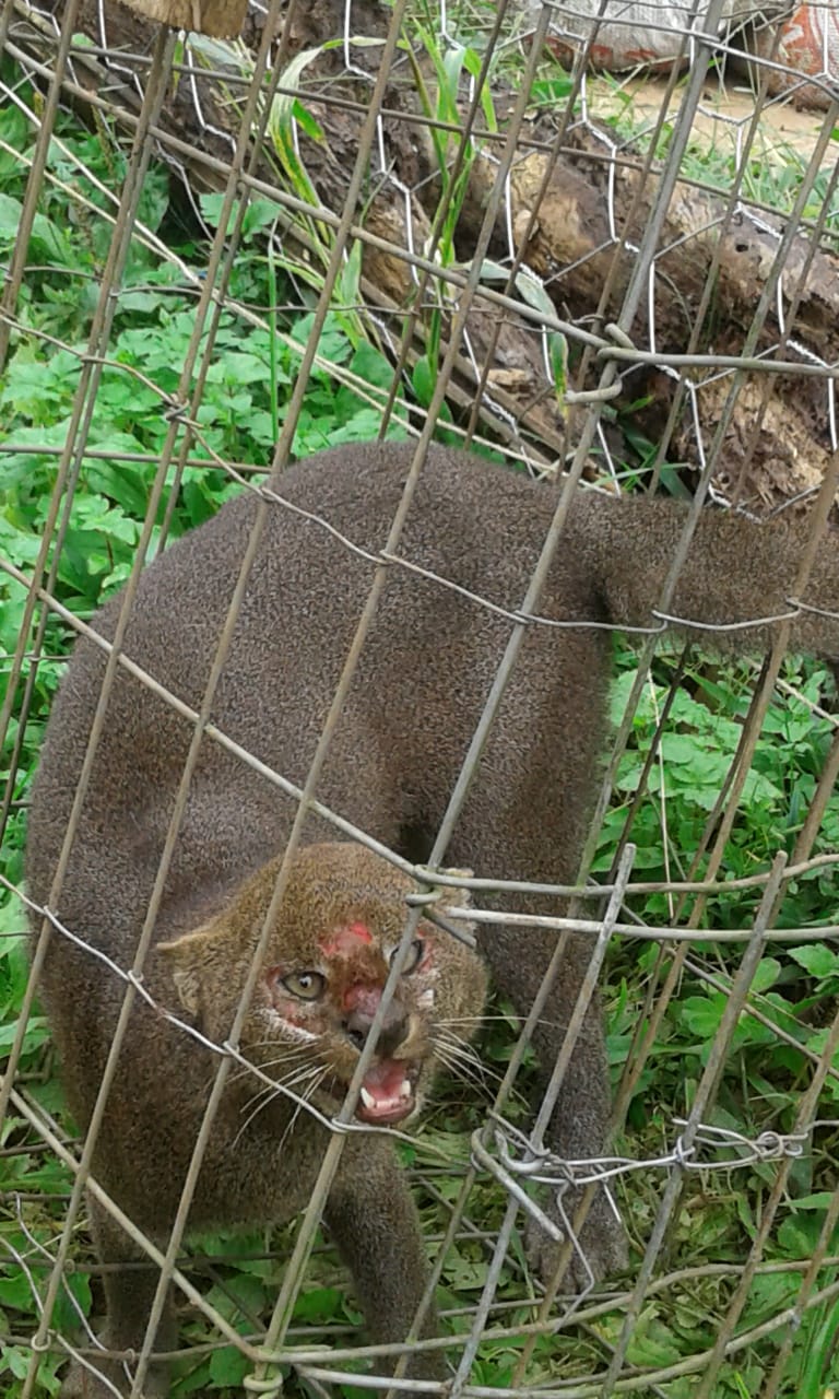 Curiosidades Sobre o Gato Mourisco e Fatos Interessantes – Mundo Ecologia