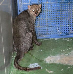 Curiosidades Sobre o Gato Mourisco e Fatos Interessantes – Mundo Ecologia