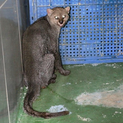 Curiosidades Sobre o Gato Mourisco e Fatos Interessantes – Mundo Ecologia