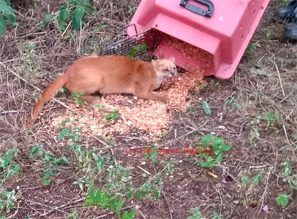 Curiosidades Sobre o Gato Mourisco e Fatos Interessantes – Mundo Ecologia