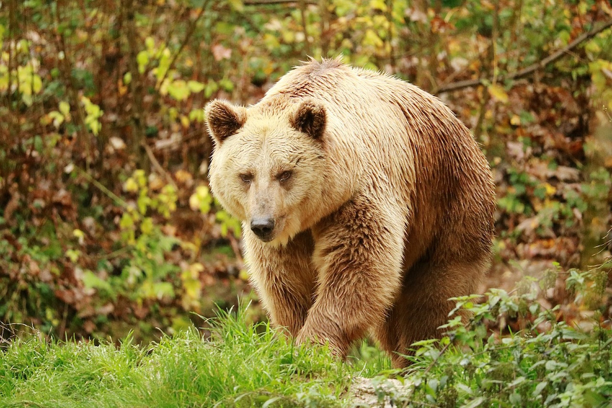 Diferenças e Semelhanças do Urso Pardo e Urso Polar | Mundo Ecologia