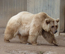 Diferenças e Semelhanças do Urso Pardo e Urso Polar | Mundo Ecologia