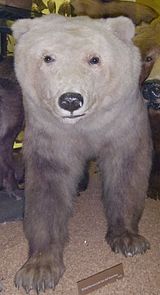 Diferenças e Semelhanças do Urso Pardo e Urso Polar | Mundo Ecologia