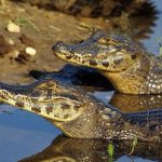 Habitat do Jacaré: Onde Eles Vivem no Brasil e no Mundo? – Mundo Ecologia