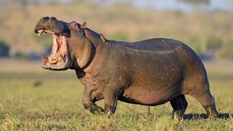 Quanto Tempo O Hipopótamo Fica Embaixo Da Água? Ele Nada Rápido ...