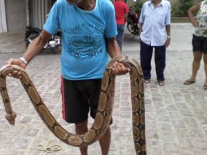 Jiboia Curiosidades E Fatos Interessantes Sobre A Cobra | Mundo Ecologia