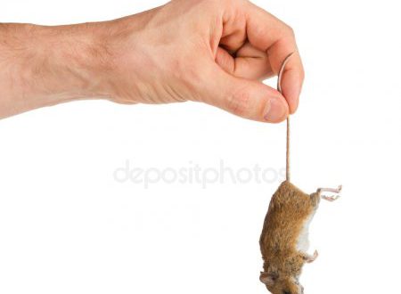 Comer Comida Que Rato Passou: Qual O Risco De Pegar Doença? | Mundo ...