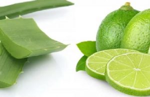 Tudo Sobre a Babosa: Características, Nome Científico e Fotos – Mundo ...