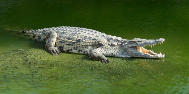 Alimentação do Jacaré: O Que Eles Comem? | Mundo Ecologia