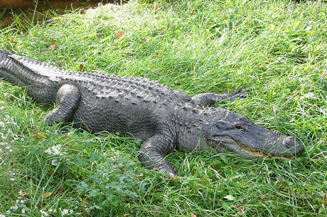 Qual a Força da Mordida de um Jacaré? | Mundo Ecologia
