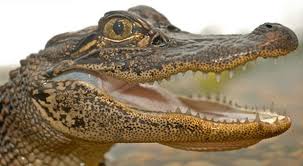 Alimentação do Jacaré: O Que Eles Comem? | Mundo Ecologia