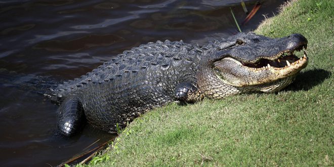 Jacaré Americano: Características, Nome Cientifico e Fotos | Mundo Ecologia