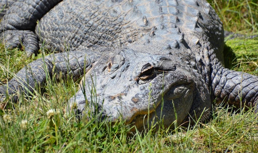 Jacaré Americano: Características, Nome Cientifico e Fotos – Mundo Ecologia