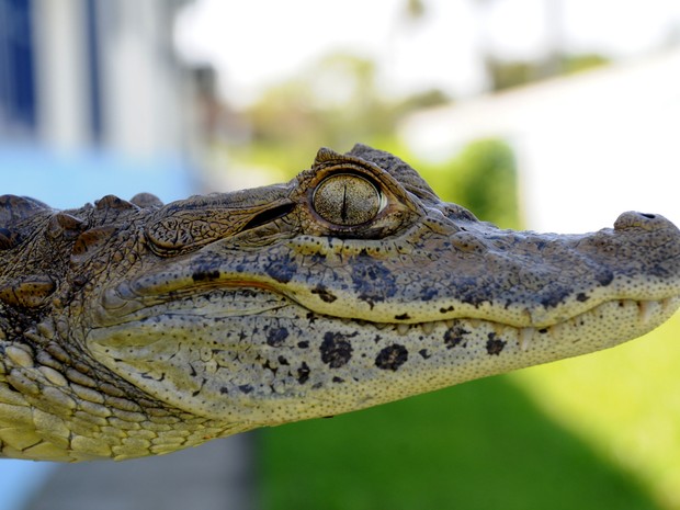 Tudo Sobre Jacaré: Características, Nome Cientifico e Fotos – Mundo ...